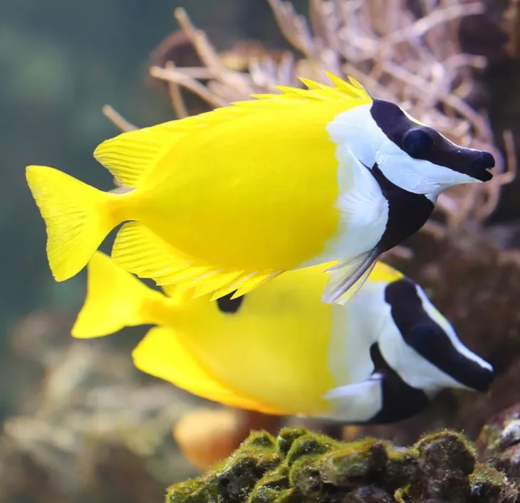 Foxface Rabbitfish | Nausicaa